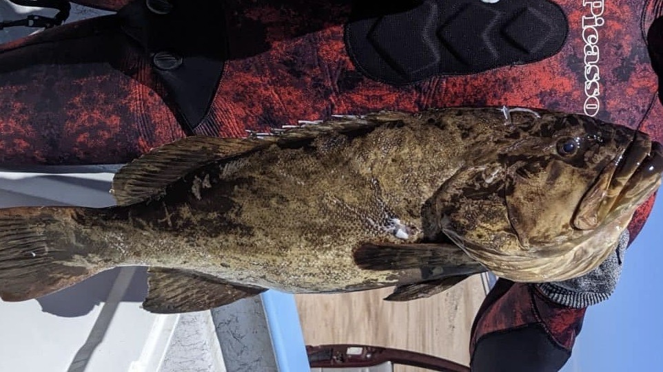 Gulf Grouper | Spearos Kitchen